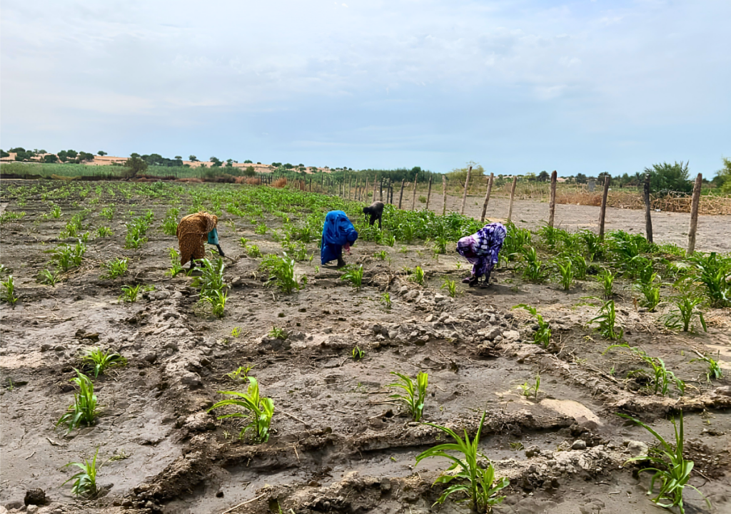 In the face of food insecurity and a changing climate, women lead ...